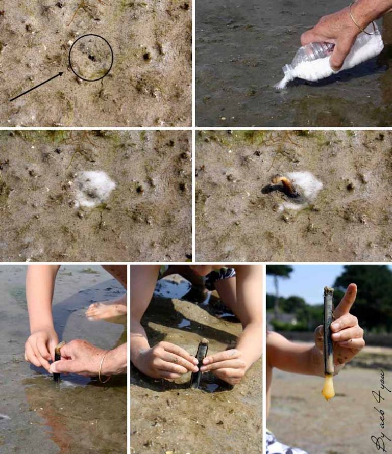 Comment pêcher les couteaux de mer et les cuisiner